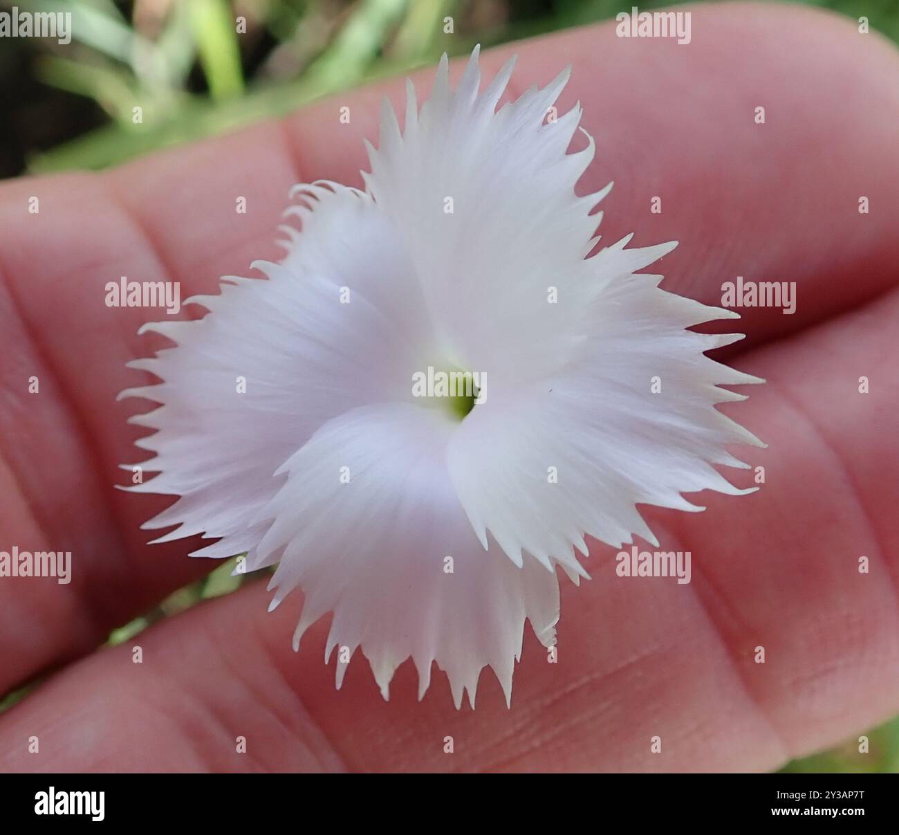 African Pink (Dianthus zeyheri) Plantae Stock Photo - Alamy