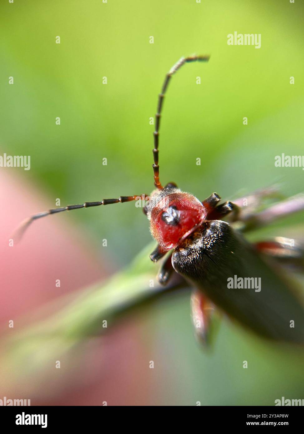 Rustic Sailor Beetle (Cantharis rustica) Insecta Stock Photo - Alamy