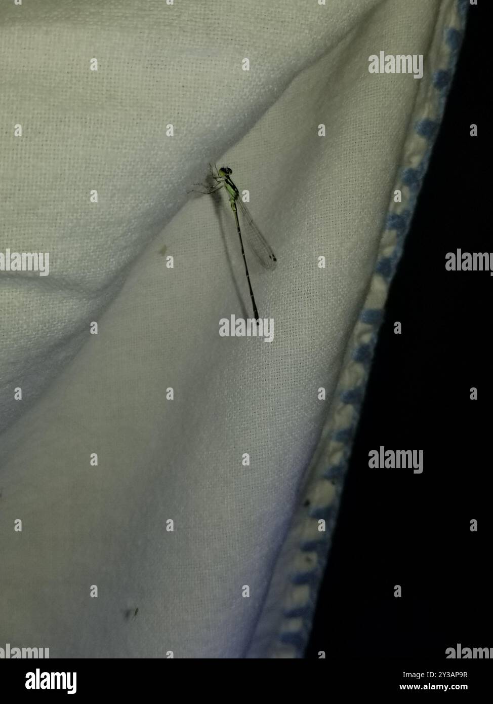 Fragile Forktail (Ischnura posita) Insecta Stock Photo - Alamy