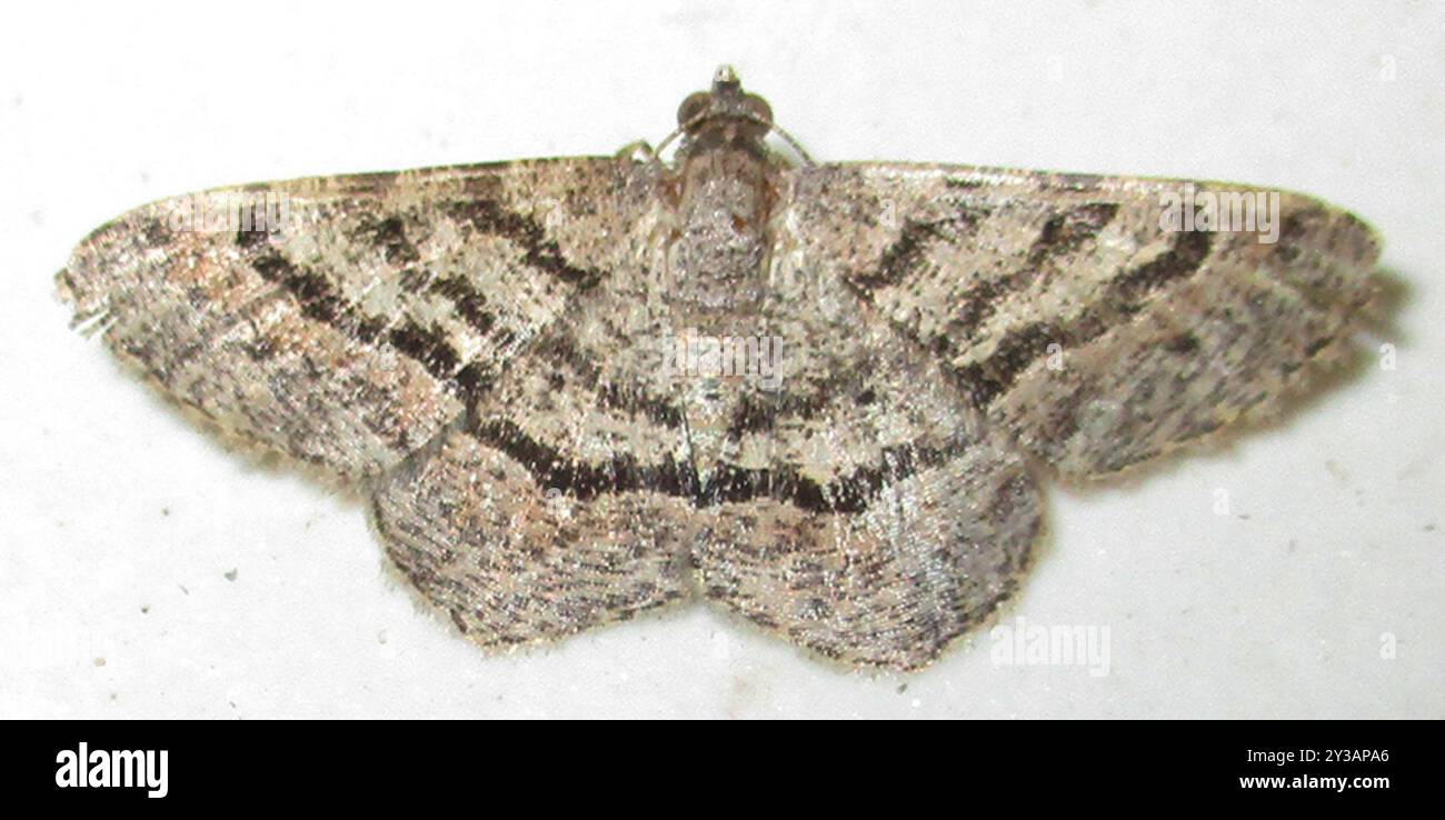 Geometer Moths (Geometridae) Insecta Stock Photo - Alamy