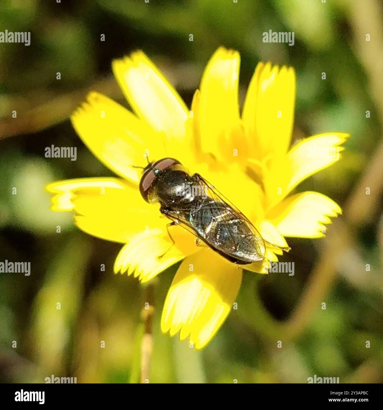 Sedgesitters (Platycheirus) Insecta Stock Photo - Alamy
