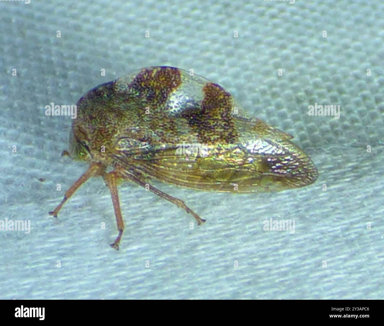 (Cyrtolobus tuberosus) Insecta Stock Photo - Alamy