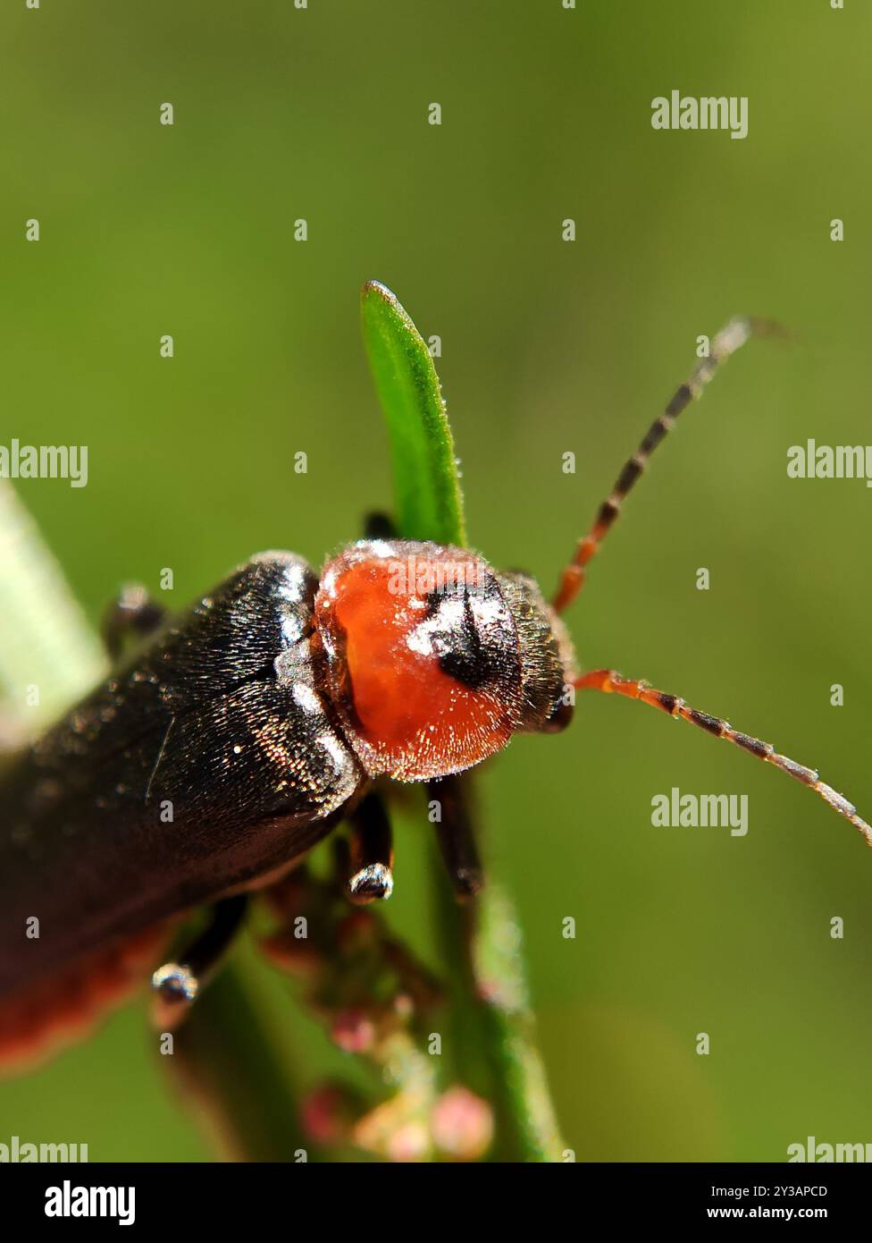 Dark Sailor Beetle (Cantharis fusca) Insecta Stock Photo - Alamy