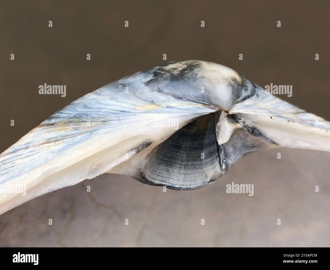 Dish Surfclam (Mactromeris catilliformis) Mollusca Stock Photo - Alamy