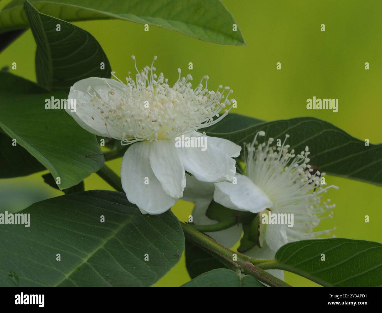 Common guava (Psidium guajava) Plantae Stock Photo - Alamy