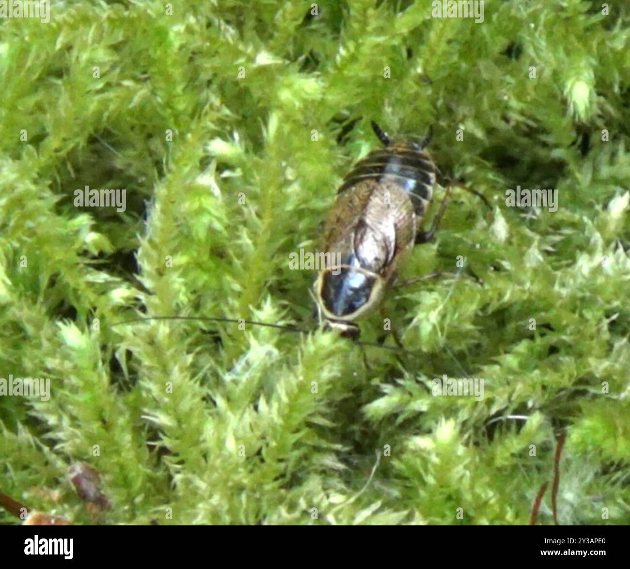 Forest Cockroach (Ectobius sylvestris) Insecta Stock Photo - Alamy