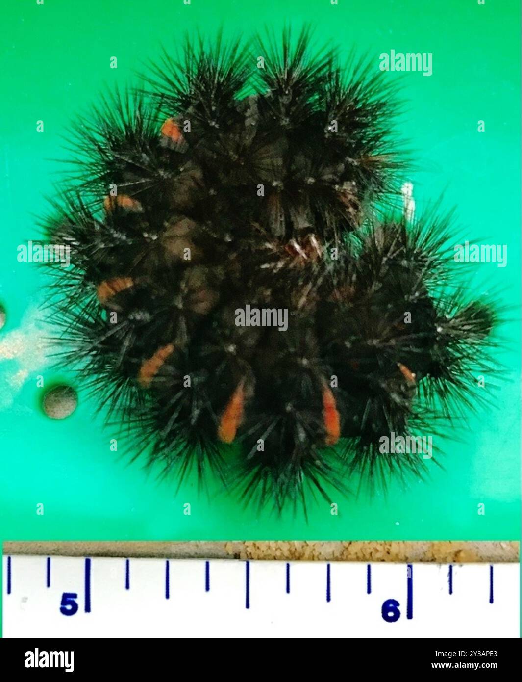 Giant Leopard Moth (Hypercompe scribonia) Insecta Stock Photo - Alamy