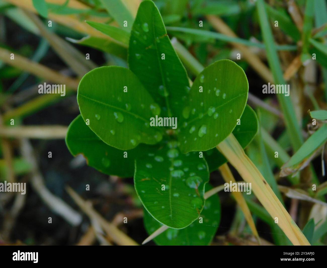 plants (Plantae) Plantae Stock Photo - Alamy