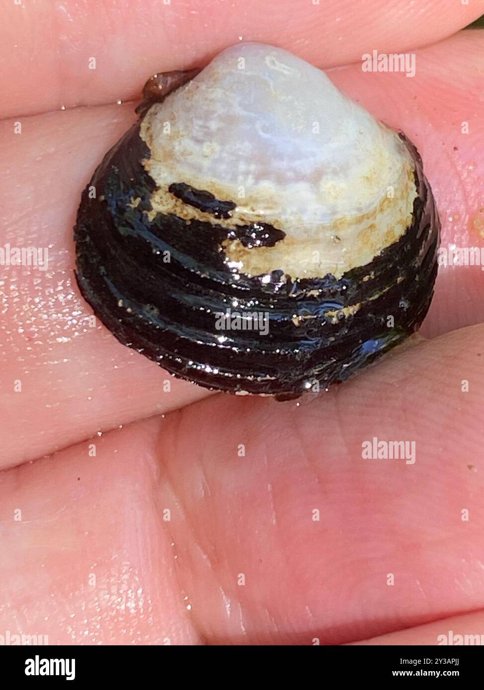 Asian Clam (Corbicula fluminea) Mollusca Stock Photo - Alamy