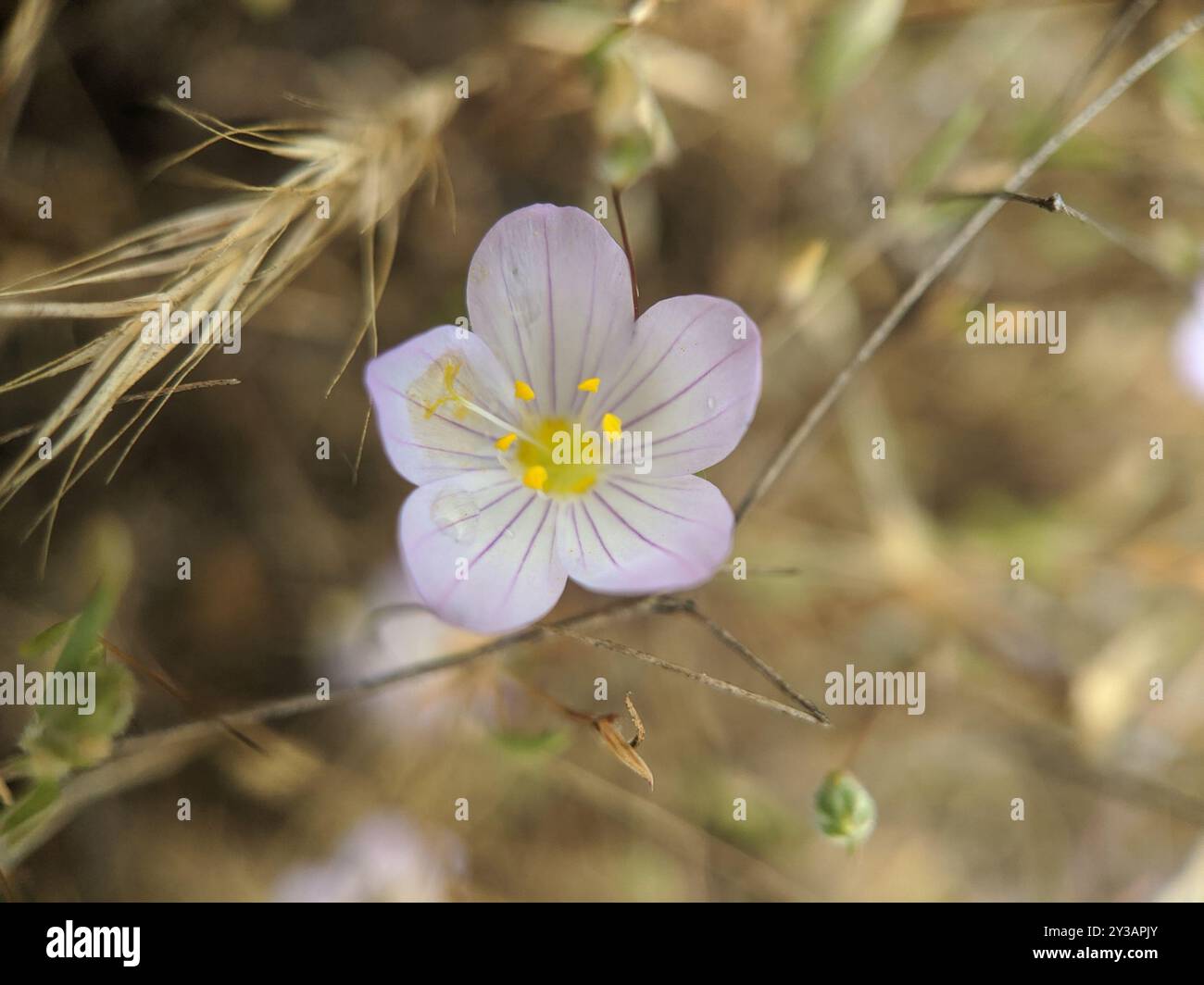 Linanthus liniflorus hi-res stock photography and images - Alamy