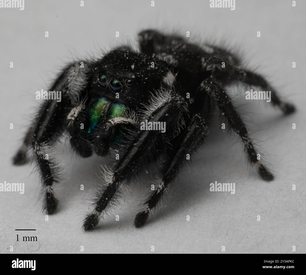 Bold Jumping Spider (Phidippus audax) Arachnida Stock Photo - Alamy