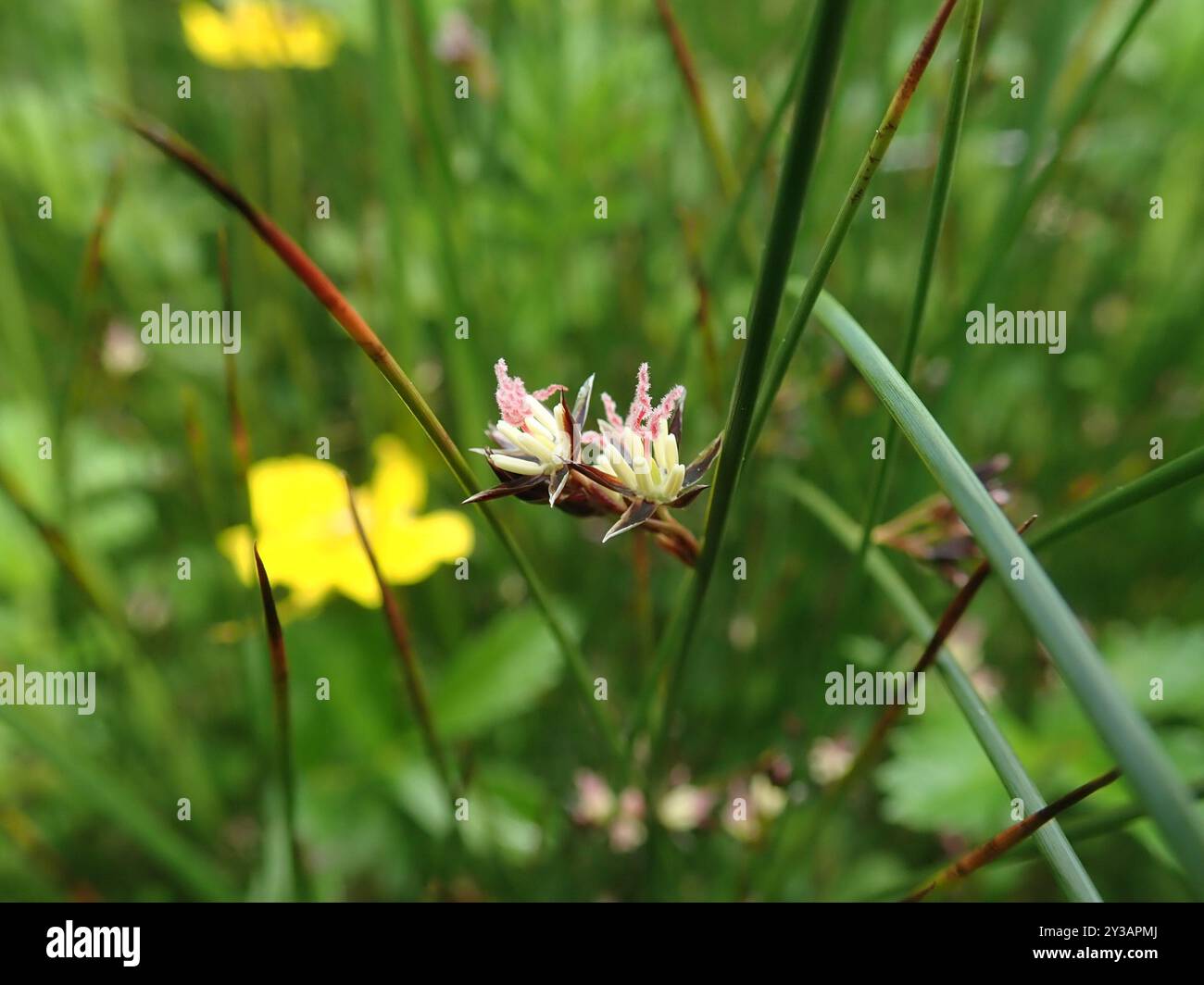 Baltic Rush (Juncus balticus) Plantae Stock Photo - Alamy