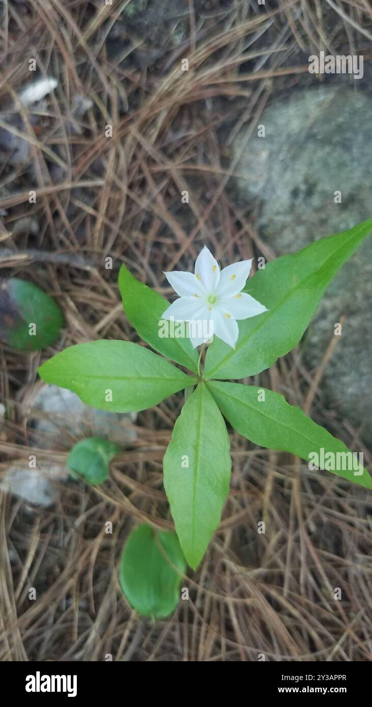 northern starflower (Lysimachia borealis) Plantae Stock Photo - Alamy