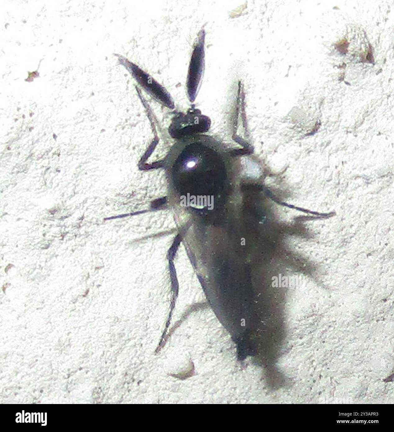 Biting Midges (Ceratopogonidae) Insecta Stock Photo - Alamy