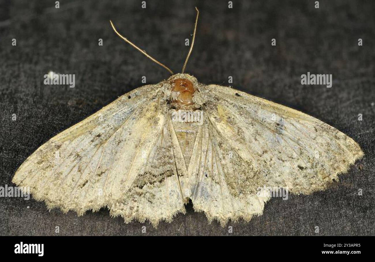 One-lined Zale Moth (Zale unilineata) Insecta Stock Photo - Alamy