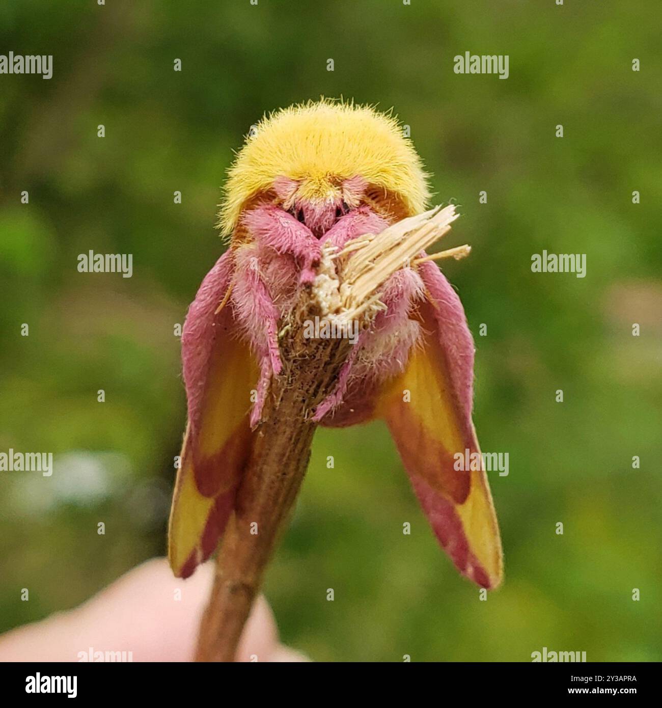 Rosy Maple Moth (Dryocampa rubicunda) Insecta Stock Photo - Alamy