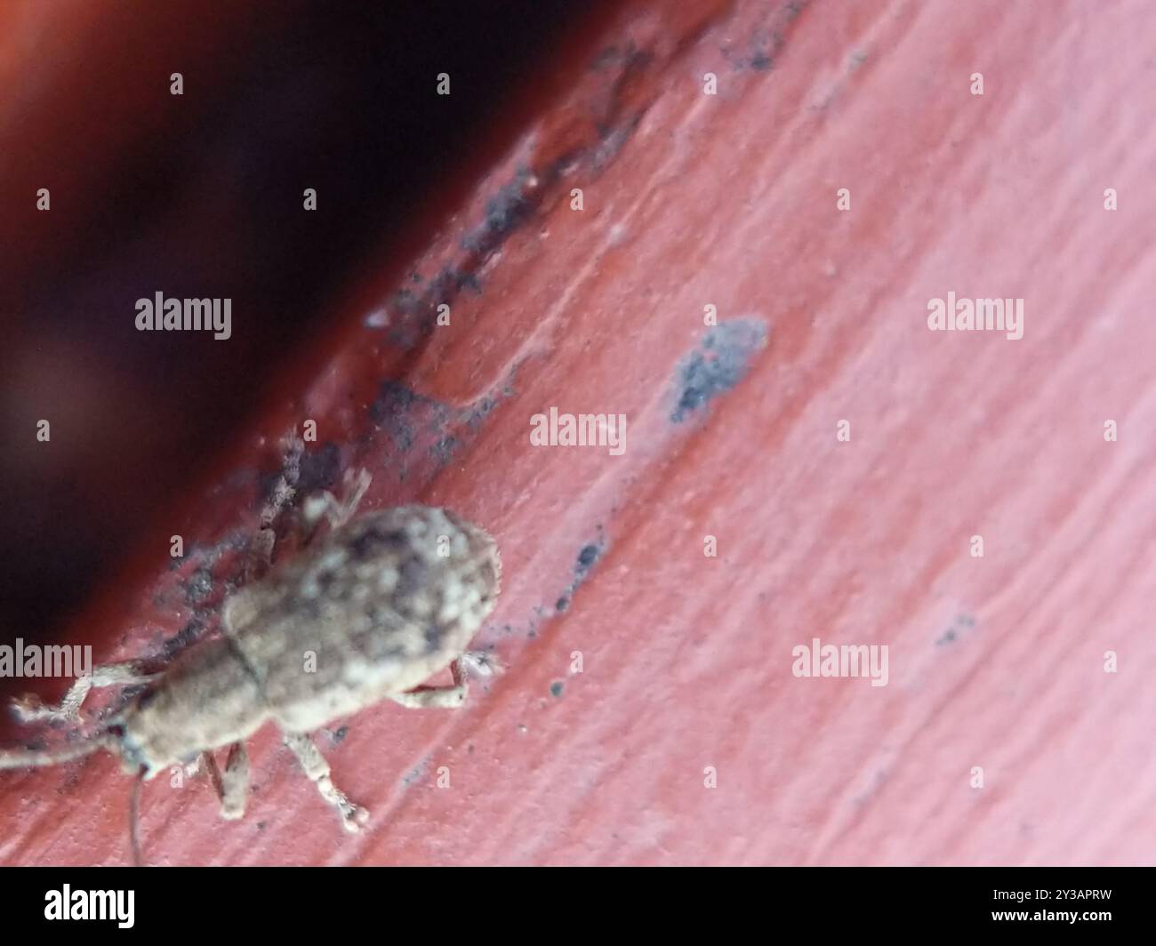 Peach Root Weevil (Pseudoedophrys hilleri) Insecta Stock Photo - Alamy