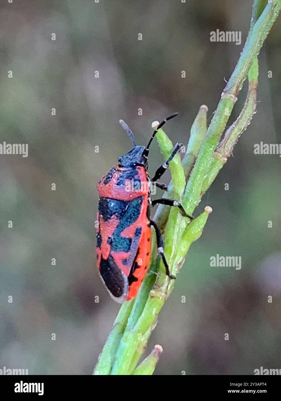 red cabbage bug (Eurydema ornata) Insecta Stock Photo - Alamy