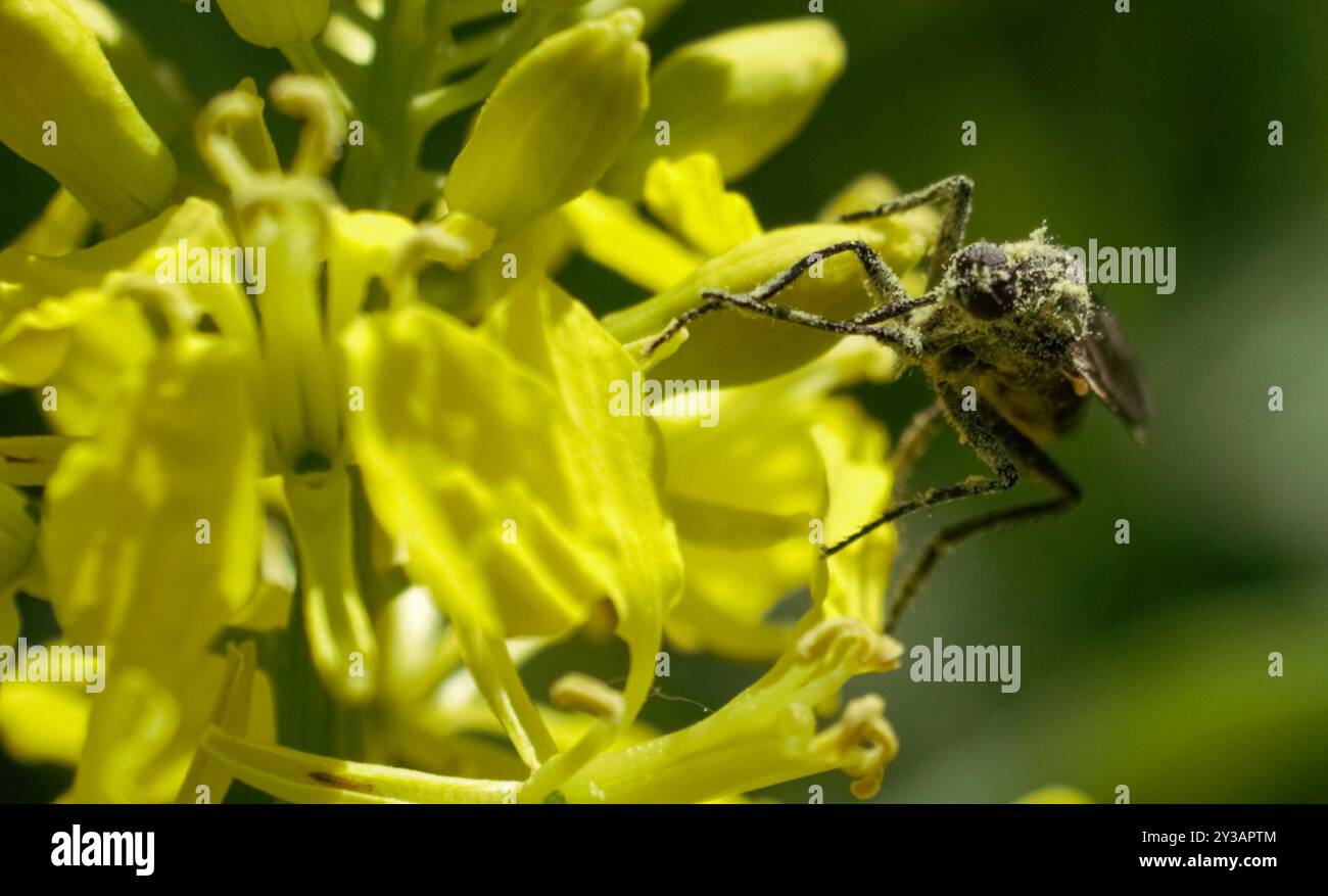 Dance Flies (Empididae) Insecta Stock Photo - Alamy