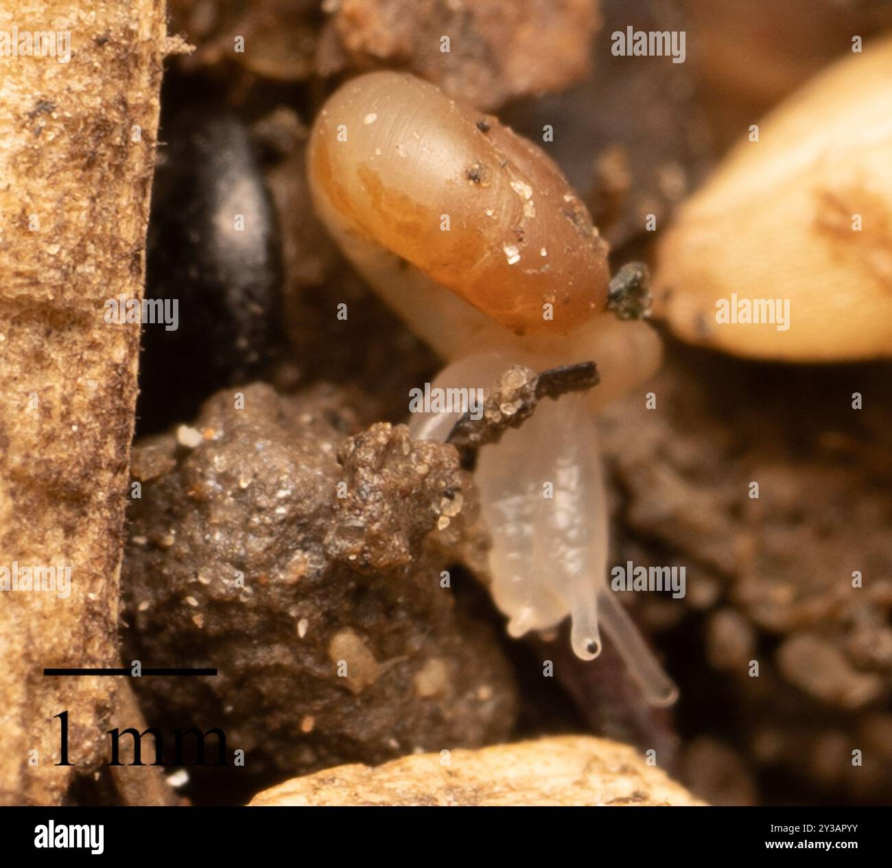 Grass-snails (Vallonia) Mollusca Stock Photo - Alamy