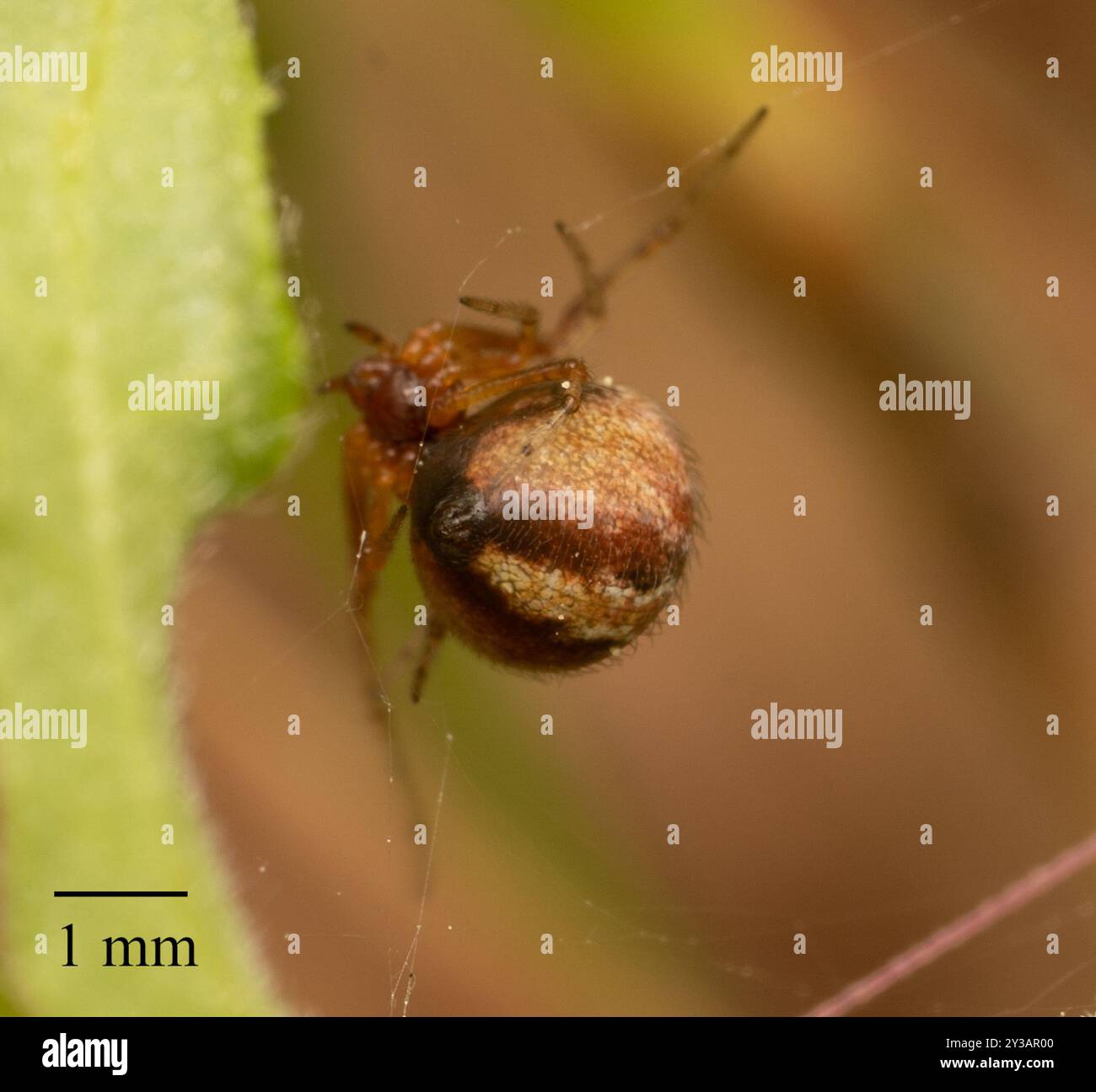 Typical Cobweb Spiders (Theridion) Arachnida Stock Photo - Alamy