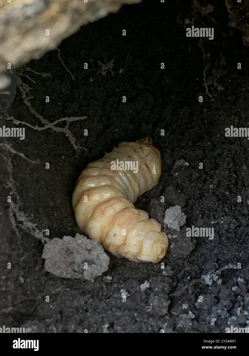 Tooth-necked and Aberrant Longhorn Beetles (Prioninae) Insecta Stock ...