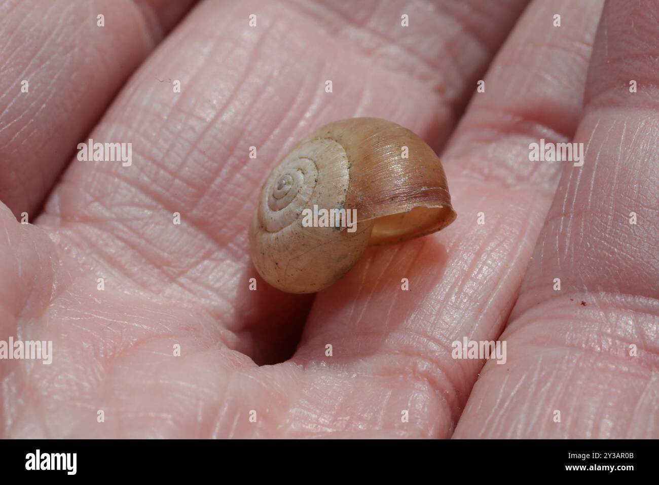 Kentish Snail (Monacha cantiana) Mollusca Stock Photo - Alamy