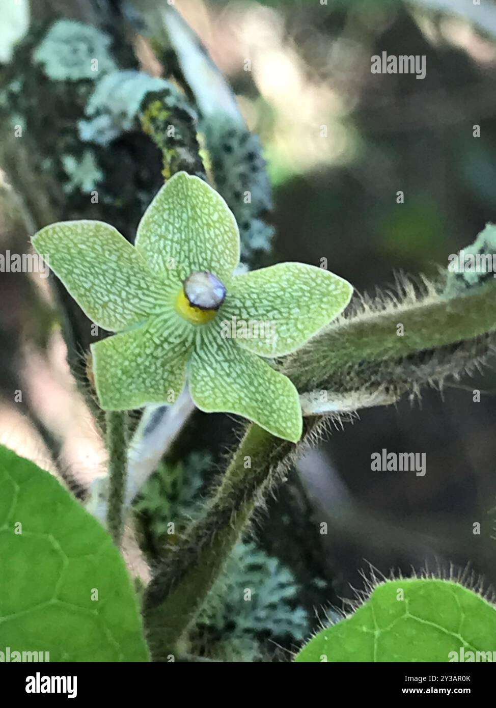 Pearl Milkweed (Matelea reticulata) Plantae Stock Photo - Alamy