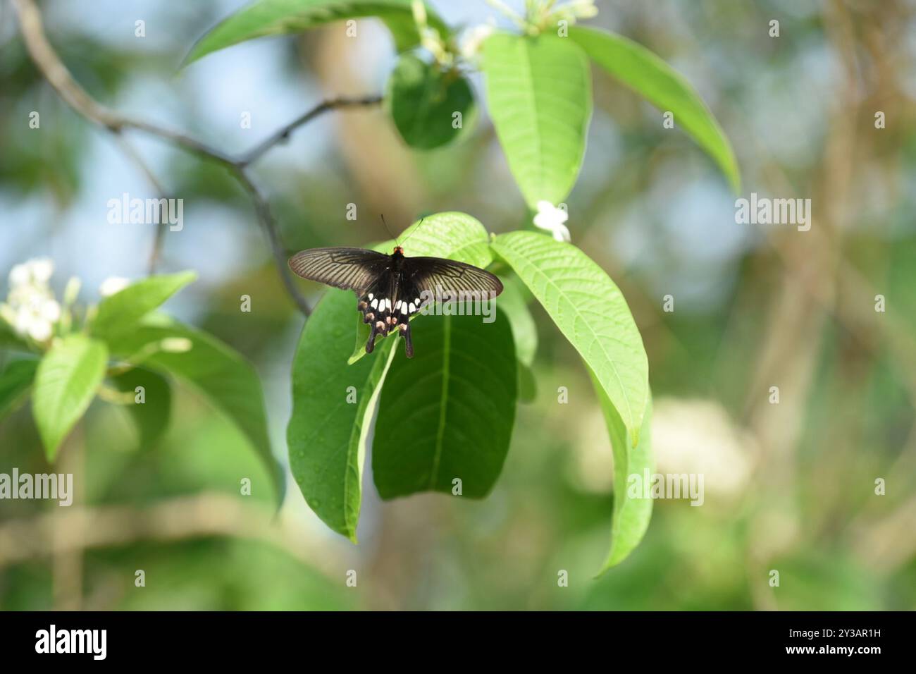 Common Rose Swallowtail (Pachliopta aristolochiae) Insecta Stock Photo ...