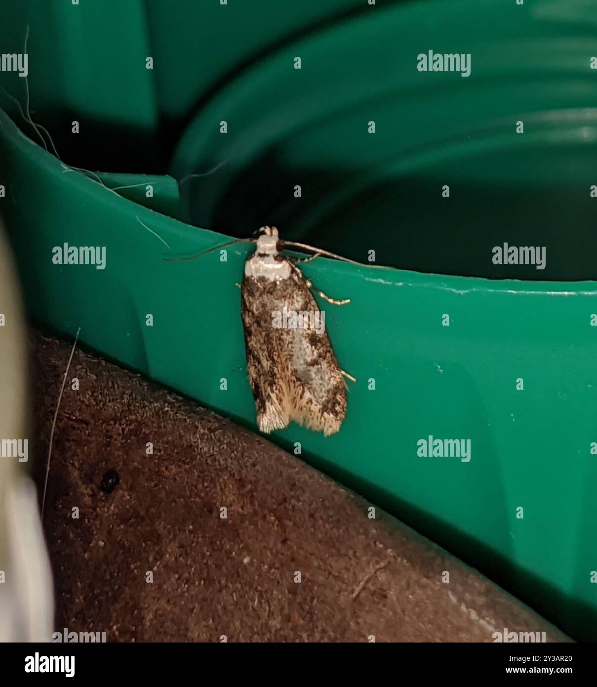 White-shouldered House Moth (Endrosis sarcitrella) Insecta Stock Photo ...
