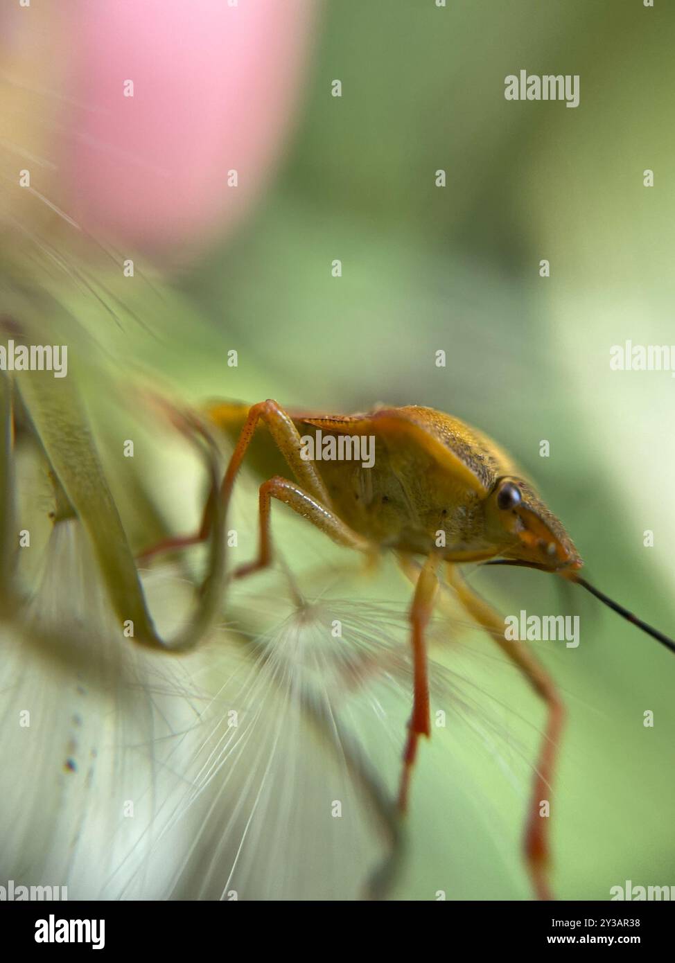 Black-shouldered Shieldbug (Carpocoris purpureipennis) Insecta Stock ...