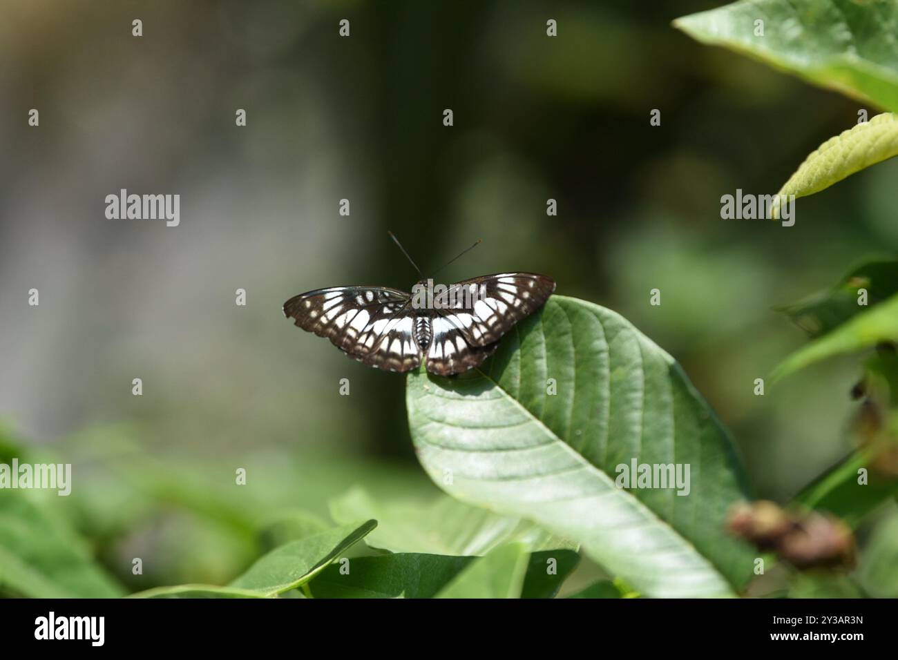 Blackvein Sergeant (Athyma ranga) Insecta Stock Photo - Alamy