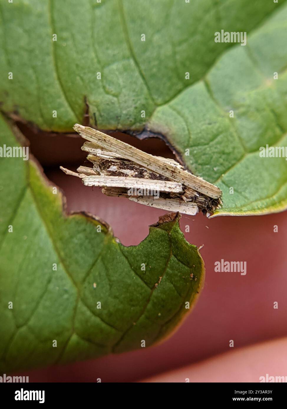 Common Bagworm Moth (Psyche casta) Insecta Stock Photo - Alamy