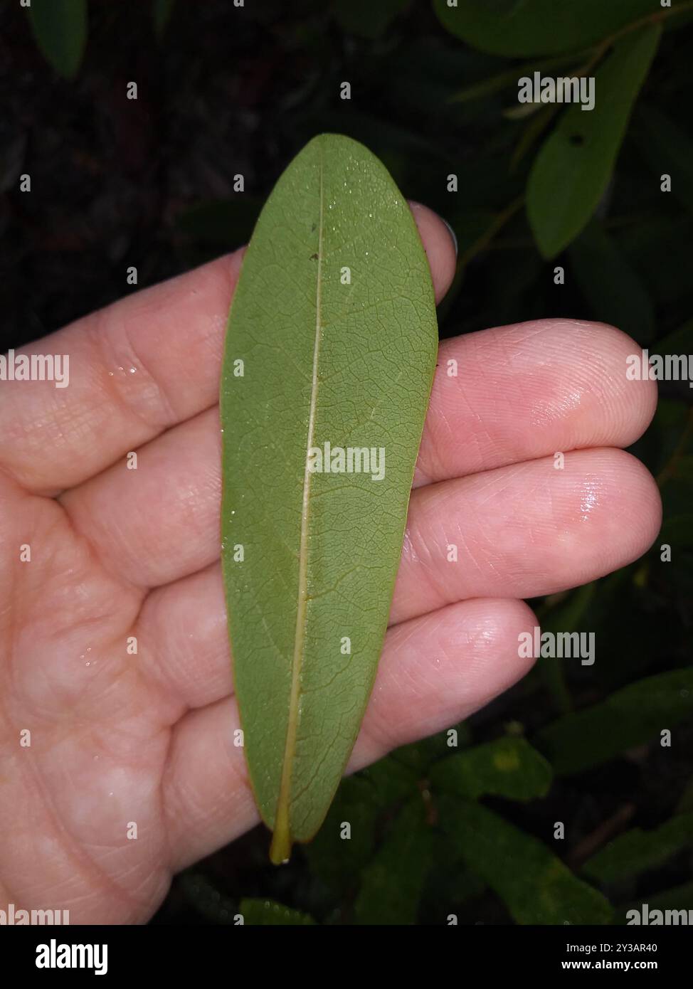 netted pawpaw (Asimina reticulata) Plantae Stock Photo - Alamy