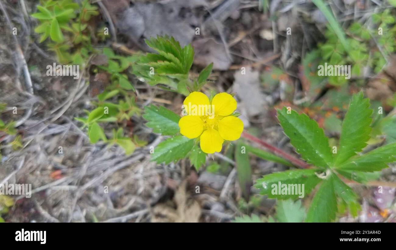 common cinquefoil (Potentilla simplex) Plantae Stock Photo - Alamy