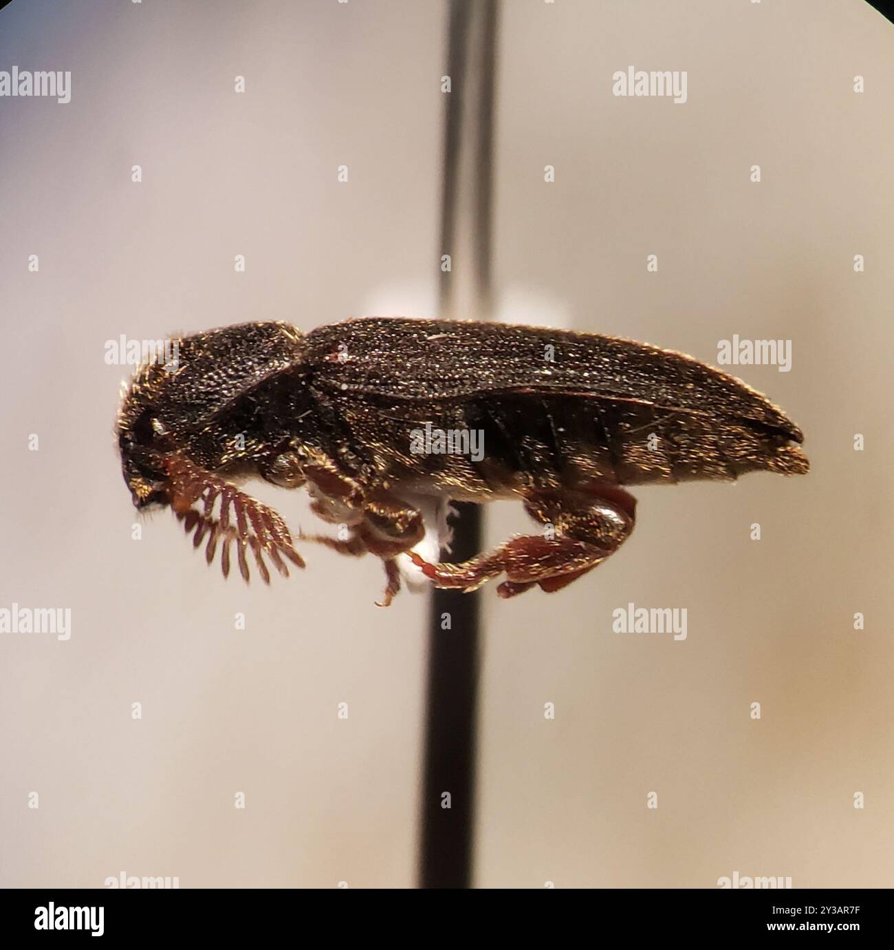 False Click Beetles (Eucnemidae) Insecta Stock Photo - Alamy
