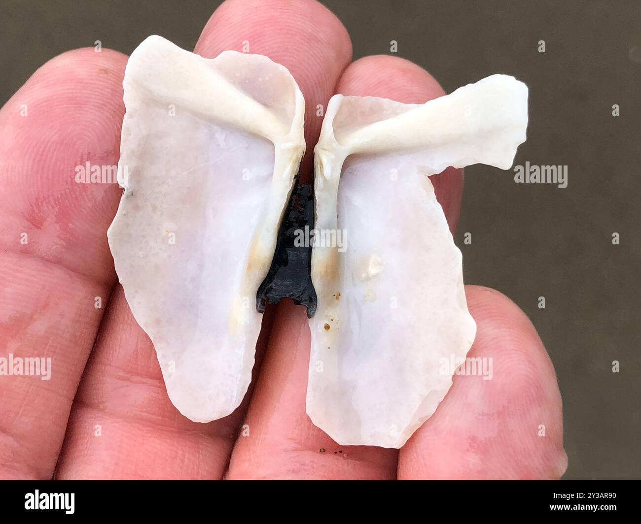 Pacific Razor Clam (Siliqua patula) Mollusca Stock Photo - Alamy