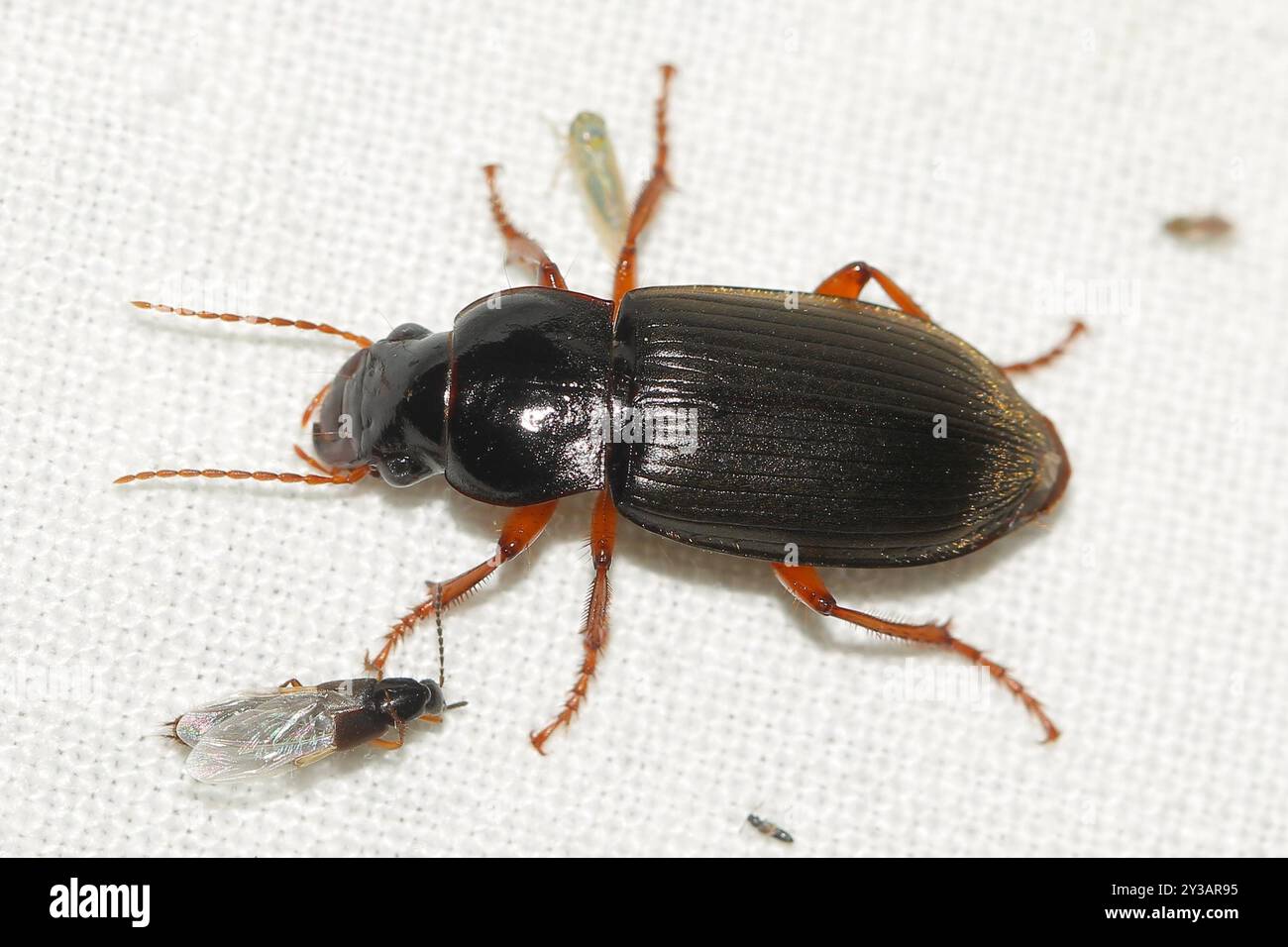 Strawberry Seed Beetle (Harpalus rufipes) Insecta Stock Photo - Alamy