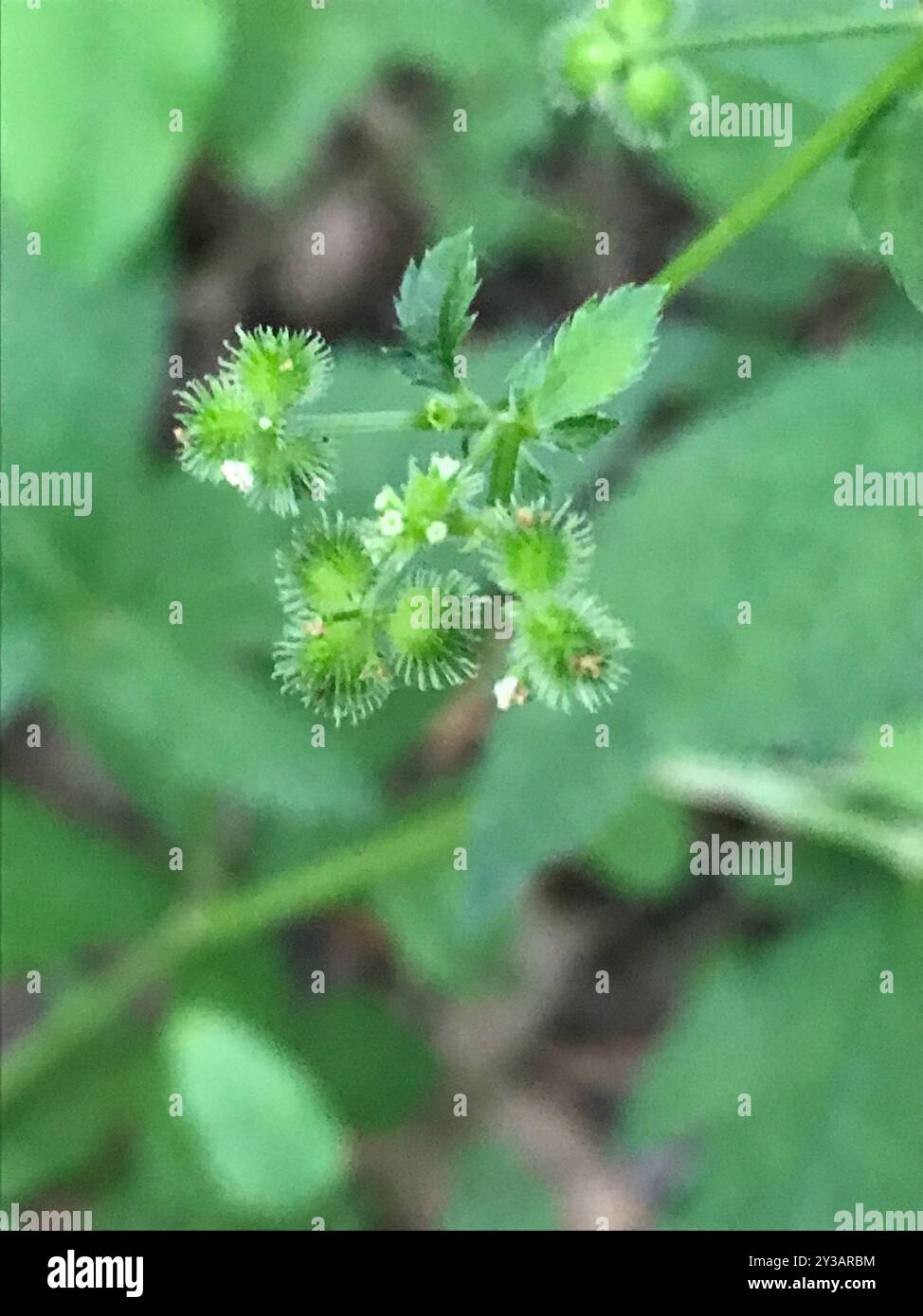 Black Snakeroot (Sanicula canadensis) Plantae Stock Photo - Alamy