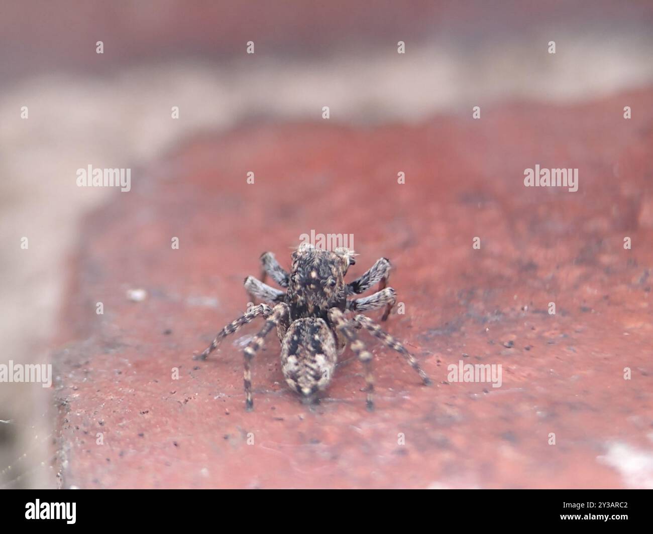 Downy jumping spider (Attulus pubescens) Arachnida Stock Photo - Alamy