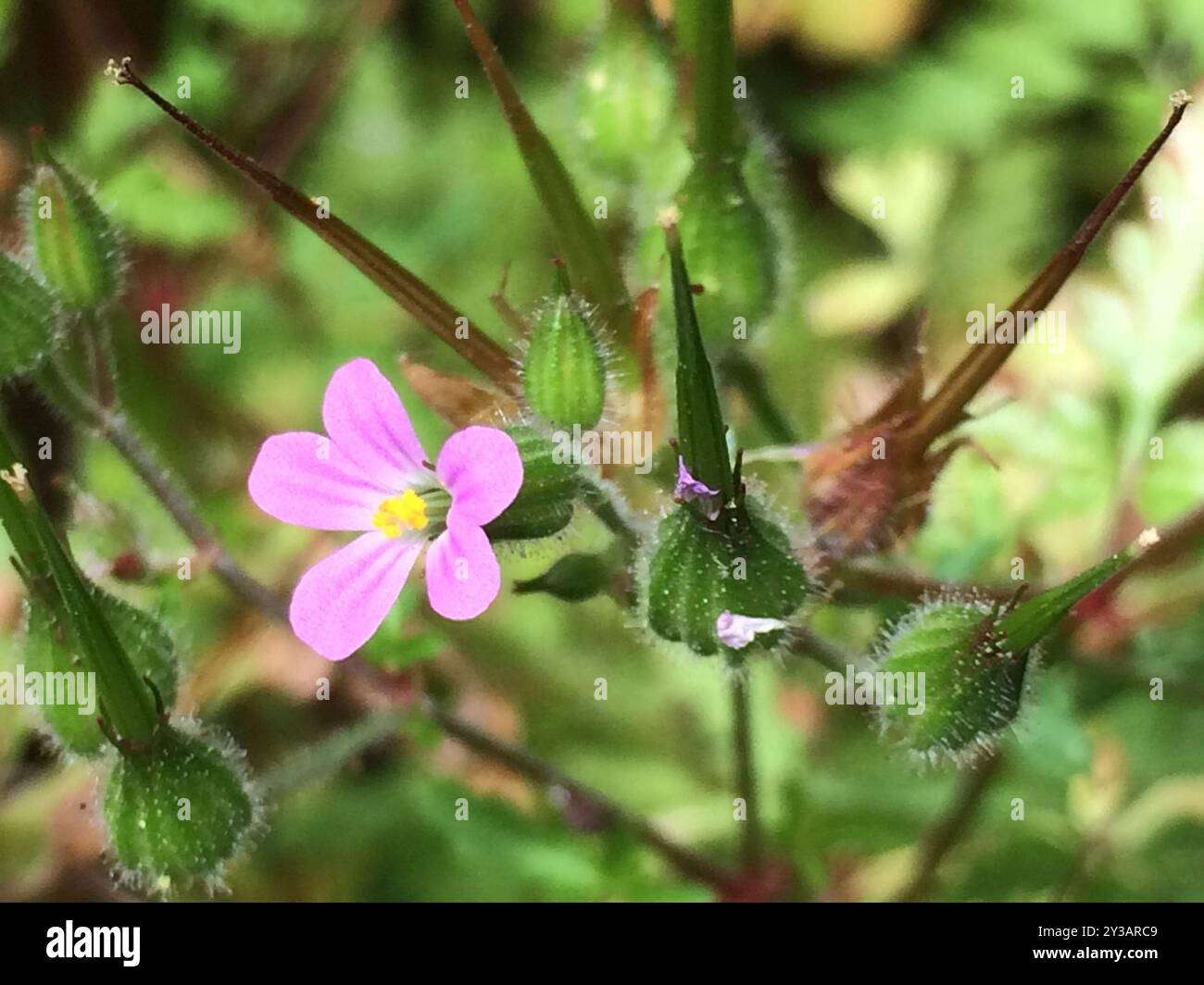 Little-Robin (Geranium purpureum) Plantae Stock Photo - Alamy