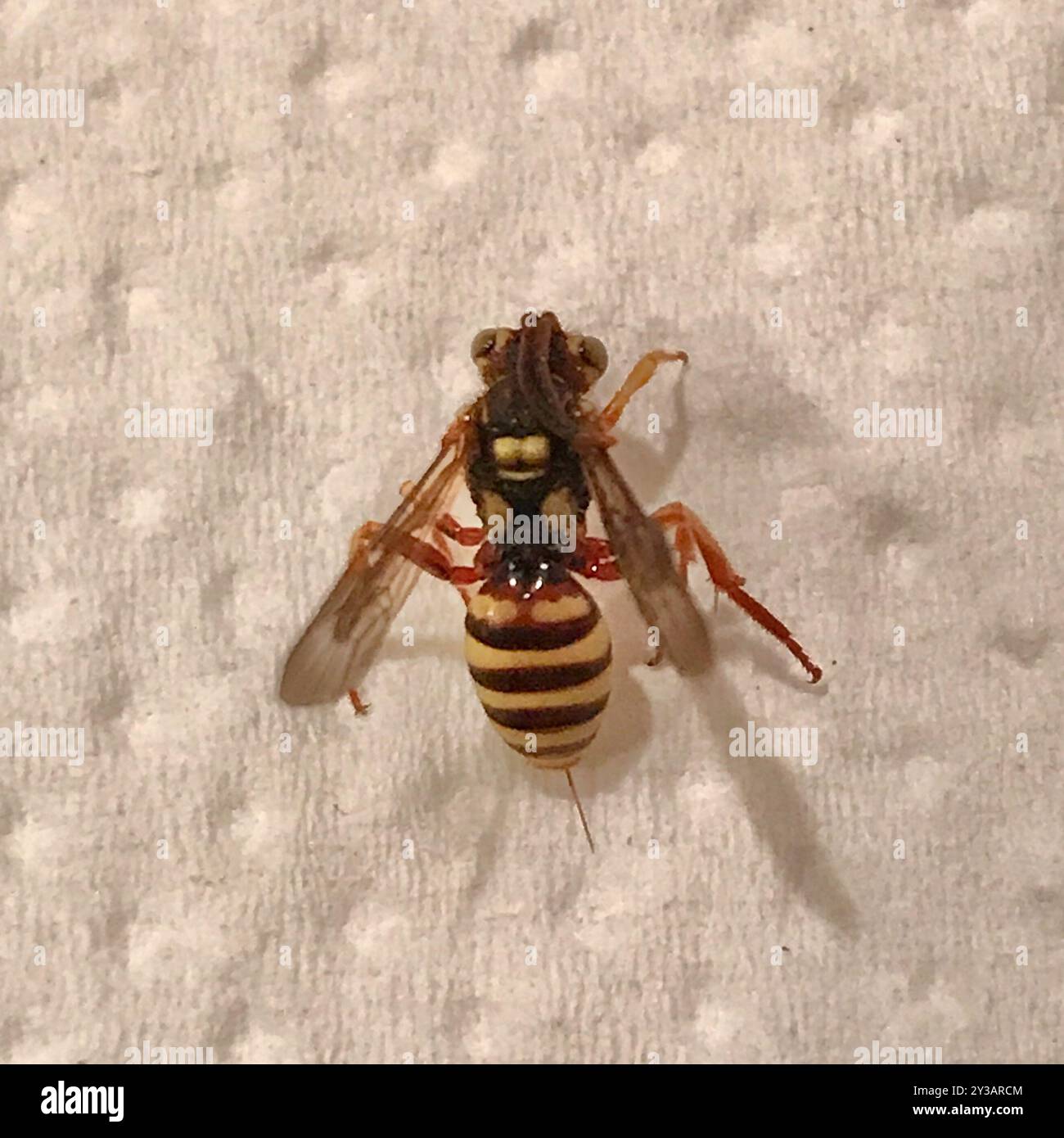 Black-and-yellow Nomad Bee (Nomada luteoloides) Insecta Stock Photo - Alamy