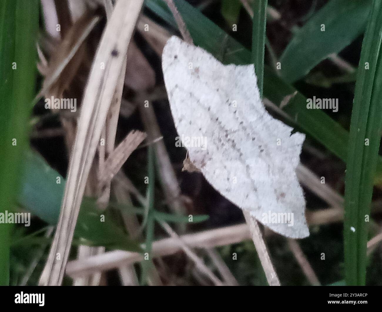 Geometer Moths (Geometridae) Insecta Stock Photo - Alamy