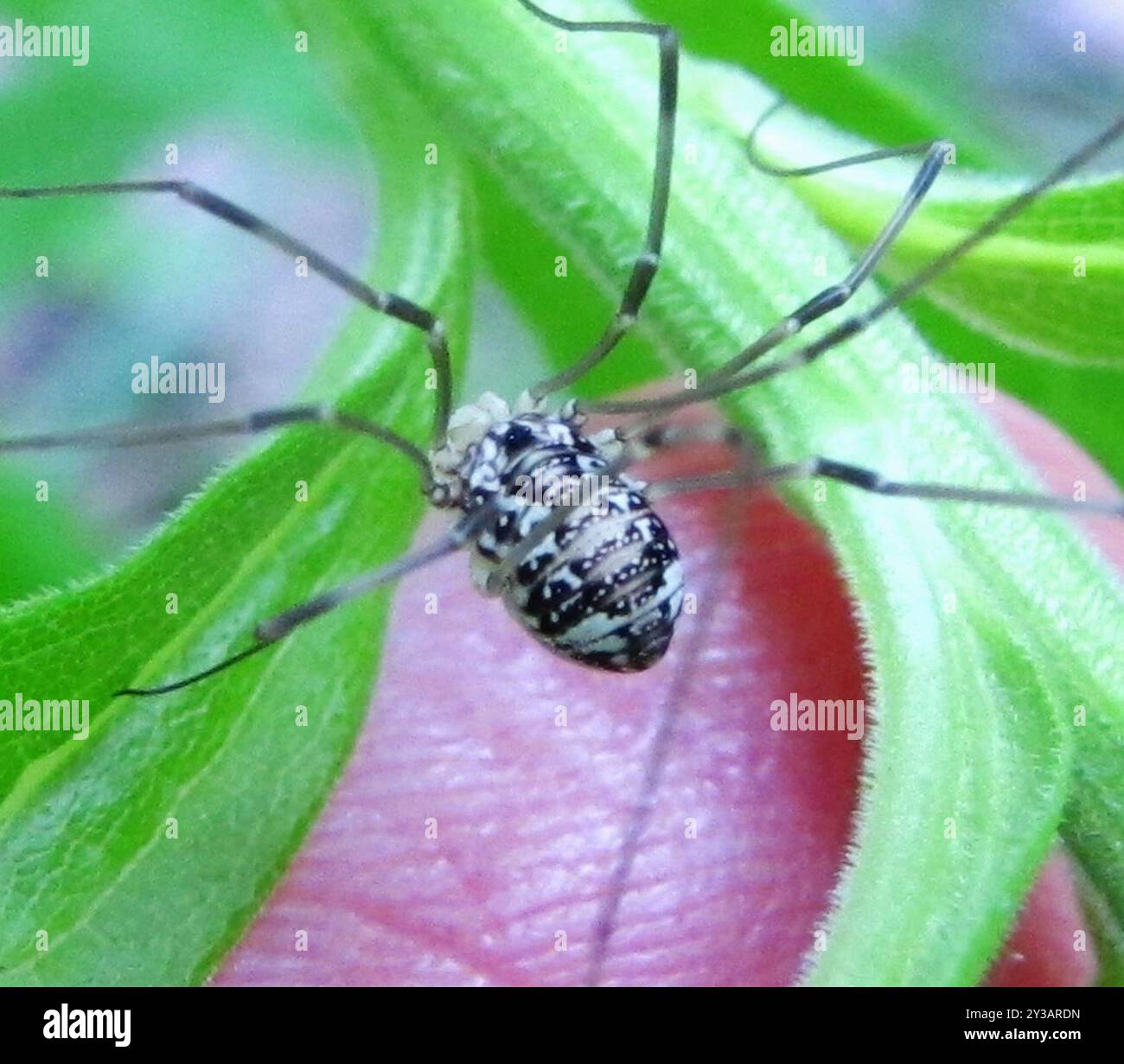 Eastern Harvestman (Leiobunum vittatum) Arachnida Stock Photo - Alamy