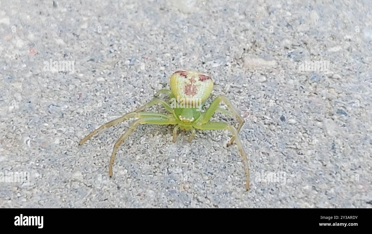 Triangle Crab Spider (Ebrechtella tricuspidata) Arachnida Stock Photo ...