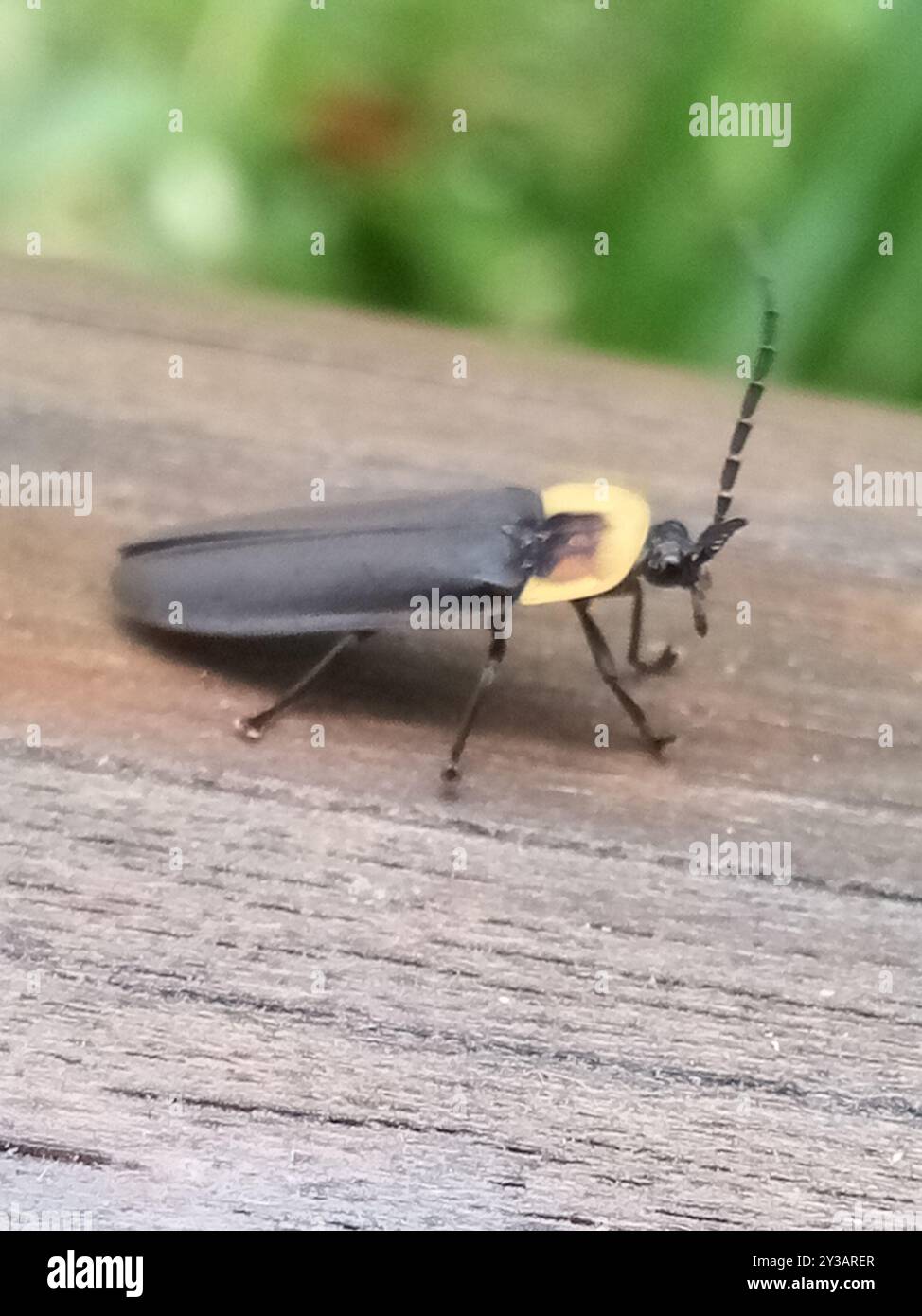 typical fireflies (Lampyrinae) Insecta Stock Photo - Alamy