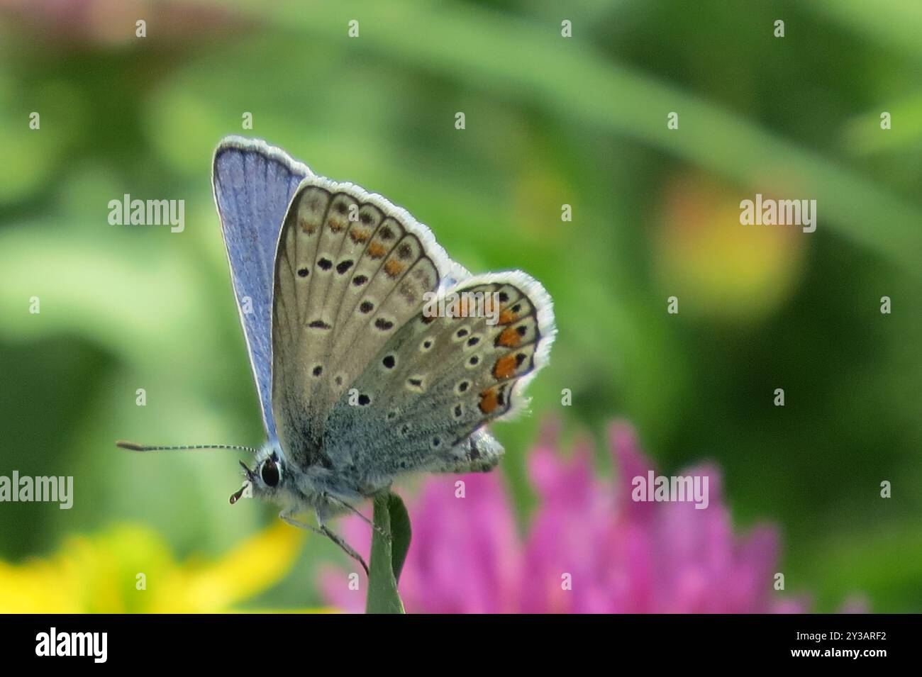 Common Blue (Polyommatus icarus) Insecta Stock Photo - Alamy