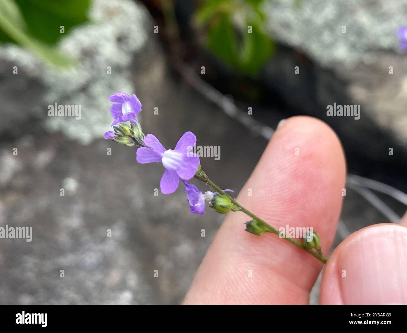 blue toadflax (Nuttallanthus canadensis) Plantae Stock Photo - Alamy