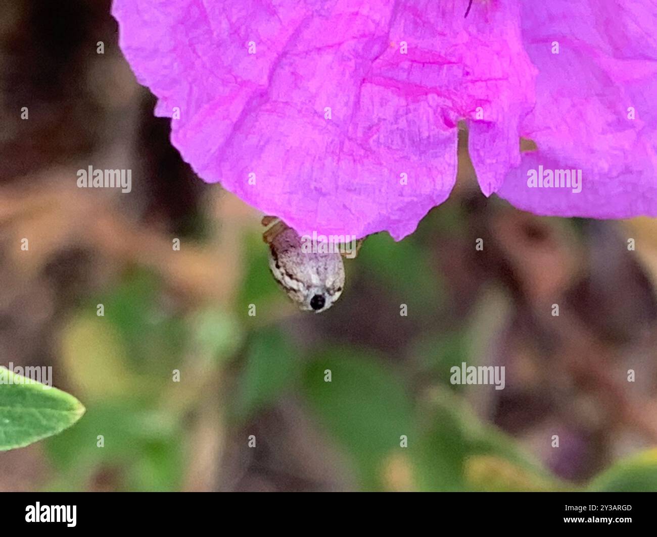 Sun Jumping Spiders (Heliophanus) Arachnida Stock Photo - Alamy