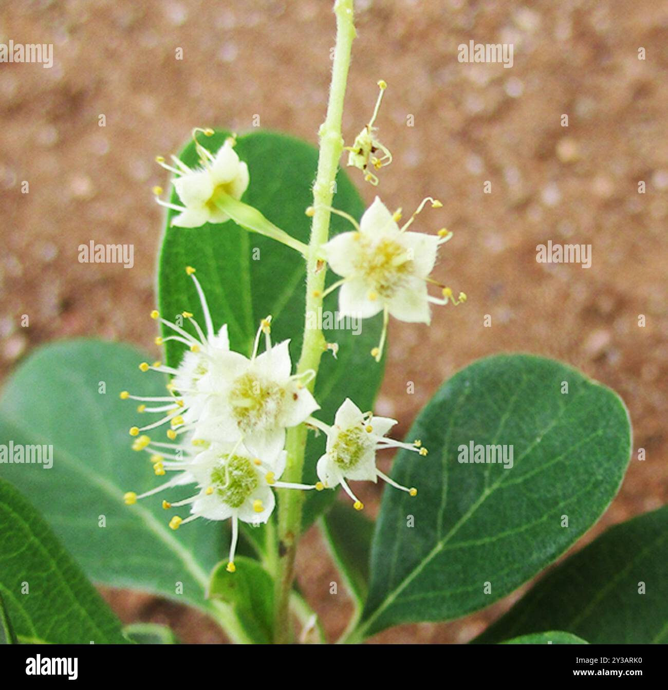 Purplepod clusterleaf (Terminalia prunioides) Plantae Stock Photo - Alamy